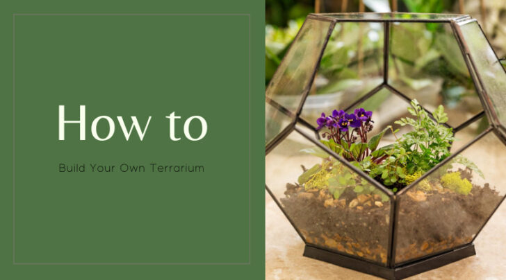 The Great Indoors: A DIY Terrarium Project