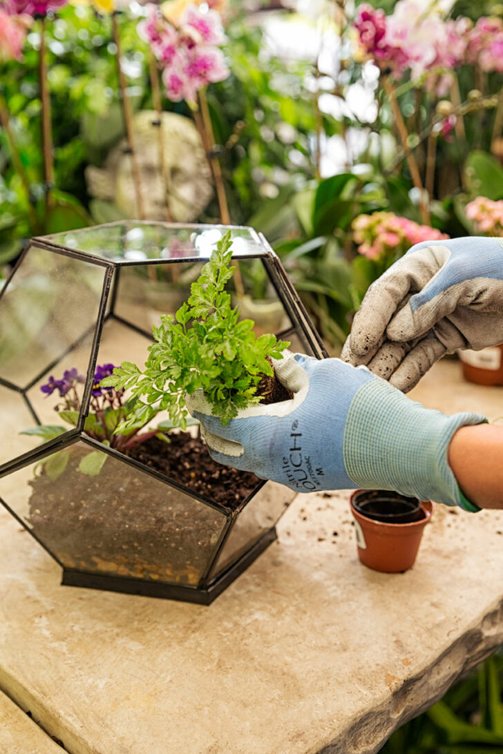 The Great Indoors: A DIY Terrarium Project